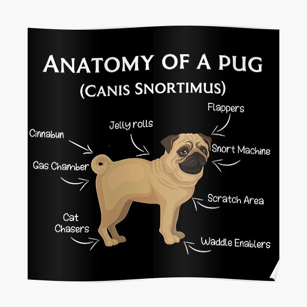 "Pug Anatomy" Poster for Sale by Oceanarium | Redbubble
