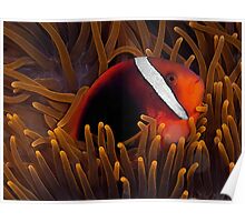 "Tomato Anemonefish" by Henry Jager | Redbubble