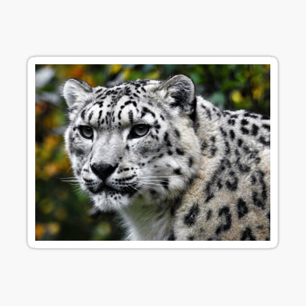 "Snow leopard" Sticker for Sale by StudioCorvid | Redbubble