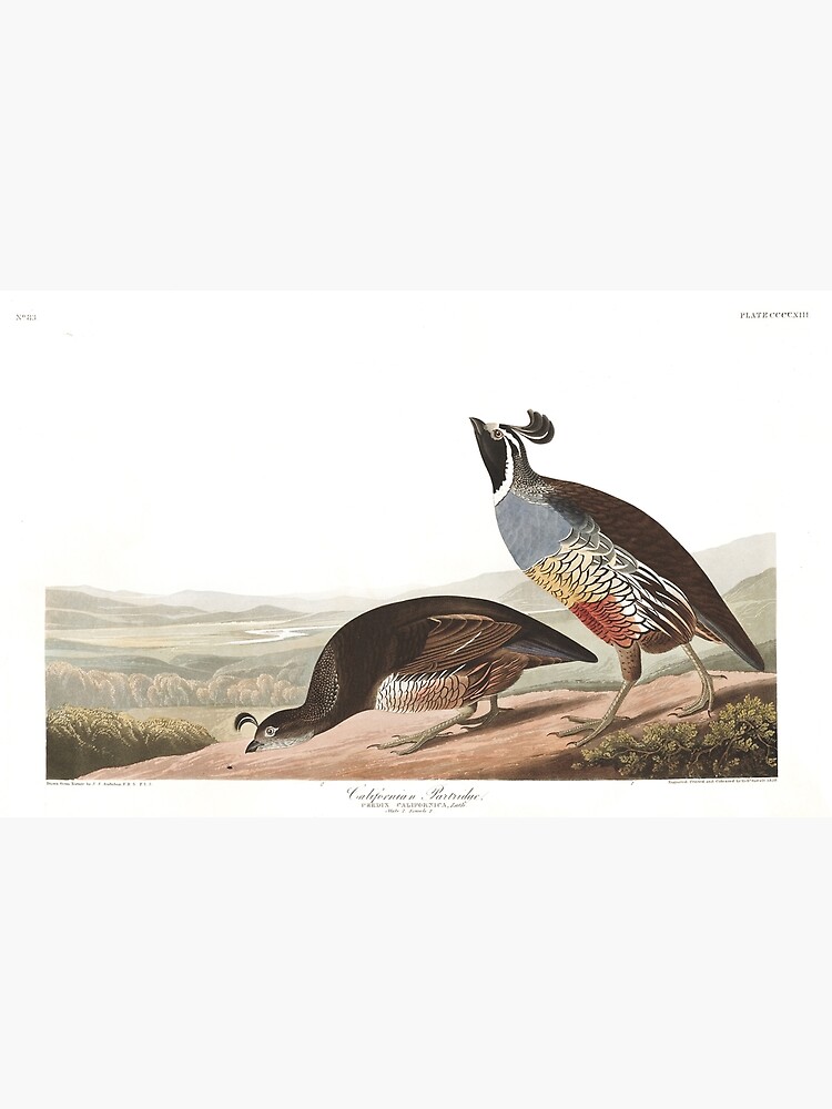 " California Quail - John James Audubon" Art Print by billythekidtees ...