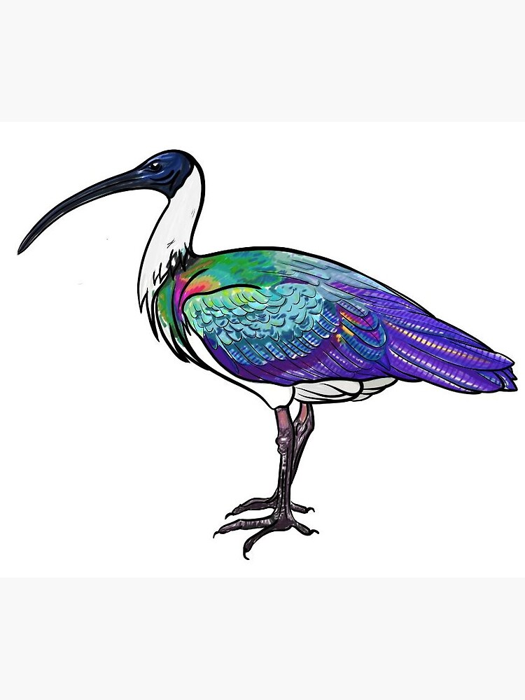 "Ibis" Sticker by AvareArt | Redbubble