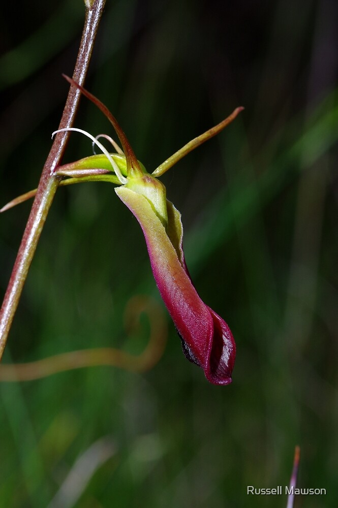 "Cryptostylis subulata (large Tongue-orchid)" by Russell Mawson | Redbubble