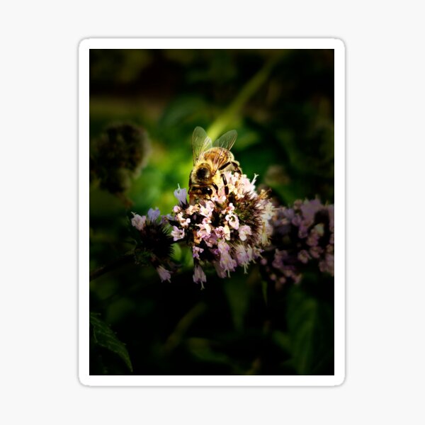 "Sweet Bee" Sticker for Sale by MiriamWagnerArt | Redbubble