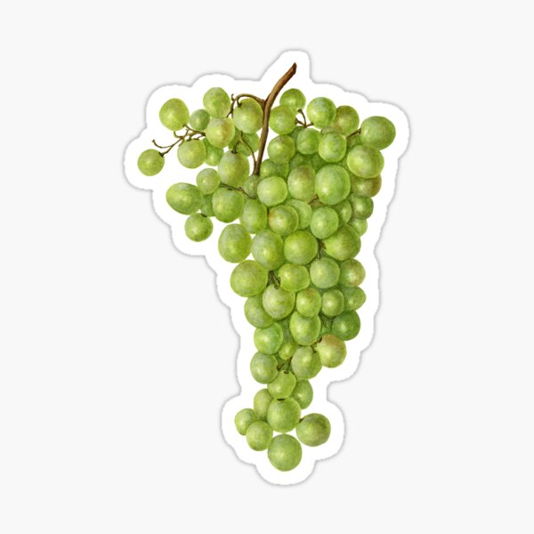 "Watercolor grape art" Sticker for Sale by MyShop46 | Redbubble