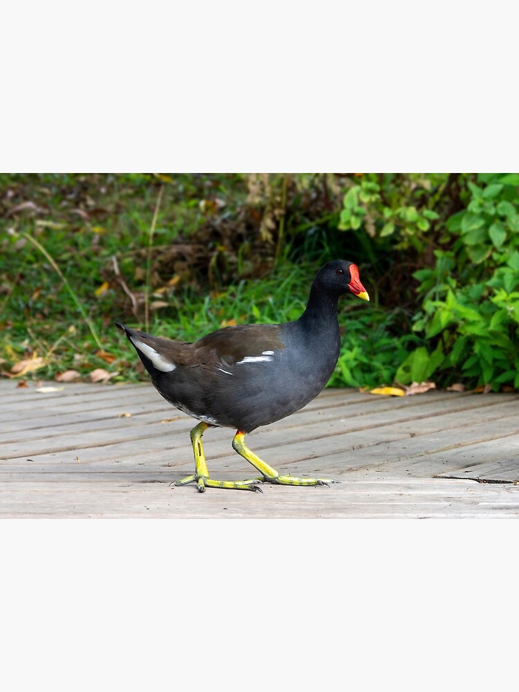 "Moorhen" Poster for Sale by mustardland | Redbubble