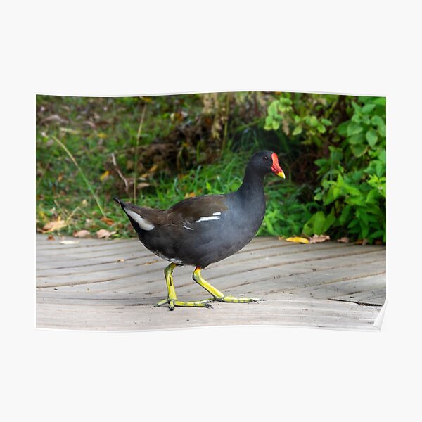 "Moorhen" Poster for Sale by mustardland | Redbubble