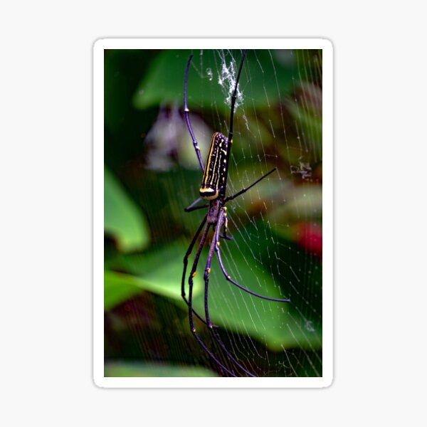"spider" Sticker for Sale by likbatonboot | Redbubble