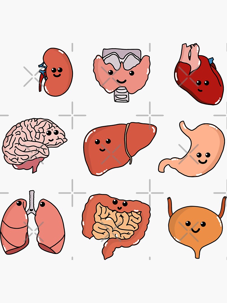 "Cute Smiling Organs" Sticker for Sale by KatherineWinner | Redbubble