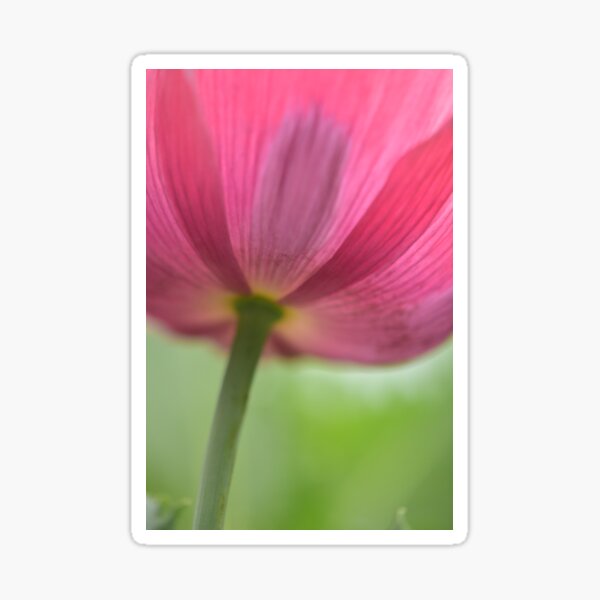 "Pink poppy" Sticker for Sale by FairMaze | Redbubble