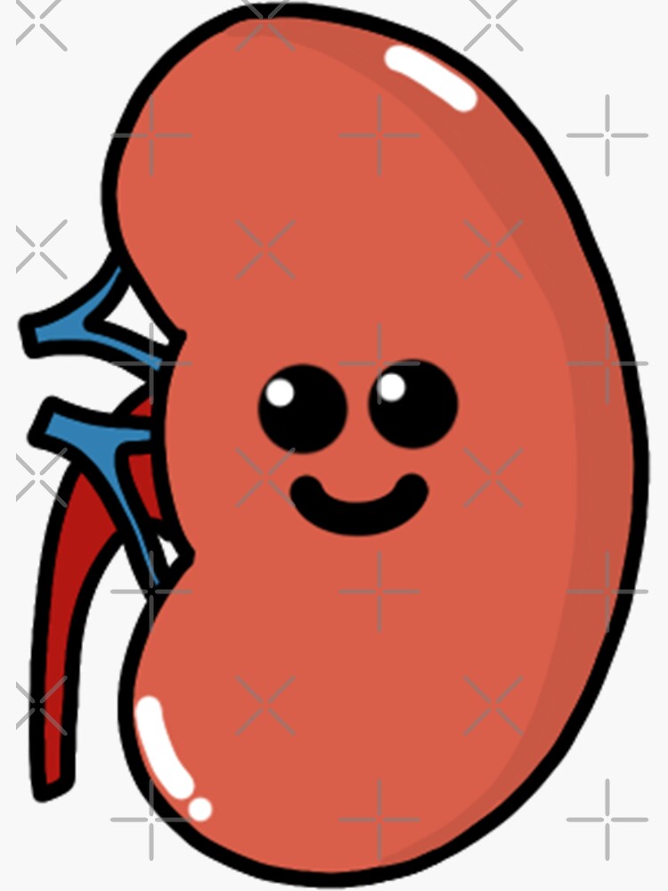 "Cute Smiling Kidney " Sticker for Sale by KatherineWinner | Redbubble