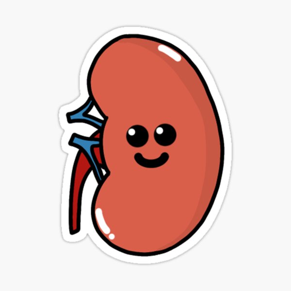 "Cute Smiling Kidney " Sticker for Sale by KatherineWinner | Redbubble