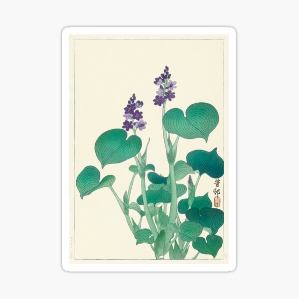"Japanese Art Blooming hosta (1920 - 1930) by Ohara Koson" Sticker for ...