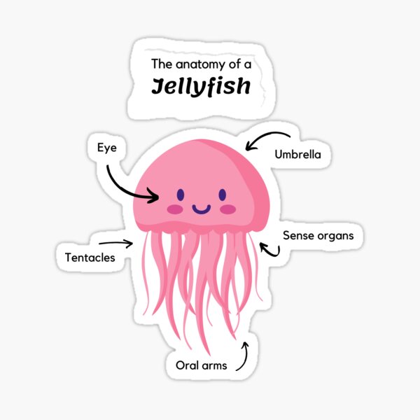 Pegatina «La anatomía de una medusa» de DoherDesigns | Redbubble