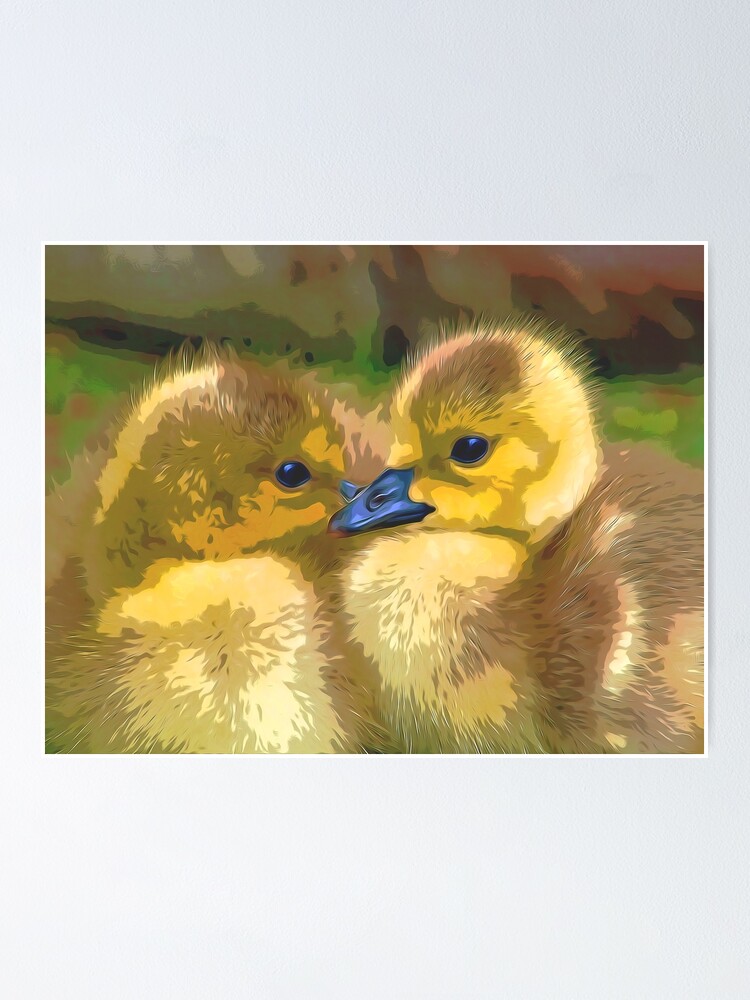 "Duck Painting Pair of Ducklings - Sharing a hug" Poster by cesar514 ...