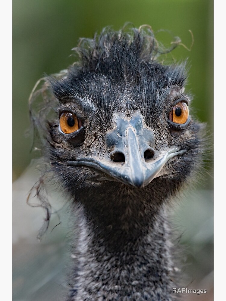 "Emu with an attitude!" Poster for Sale by RAFImages | Redbubble