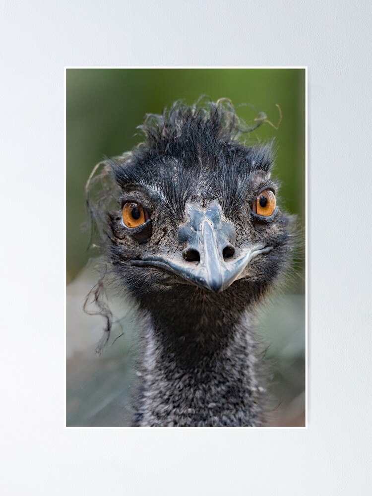 "Emu with an attitude!" Poster for Sale by RAFImages | Redbubble