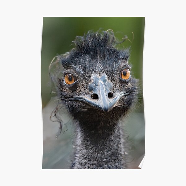 "Emu with an attitude!" Poster for Sale by RAFImages | Redbubble
