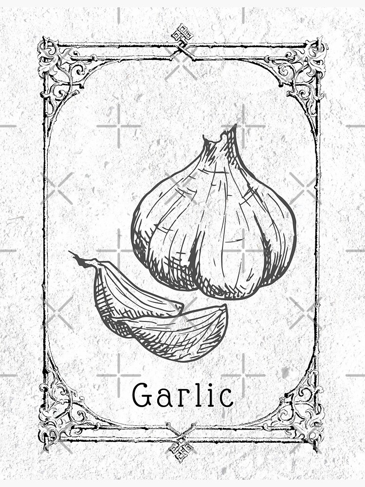 "Vintage Inspired Antique Apothecary Label - Garlic" Sticker for Sale ...