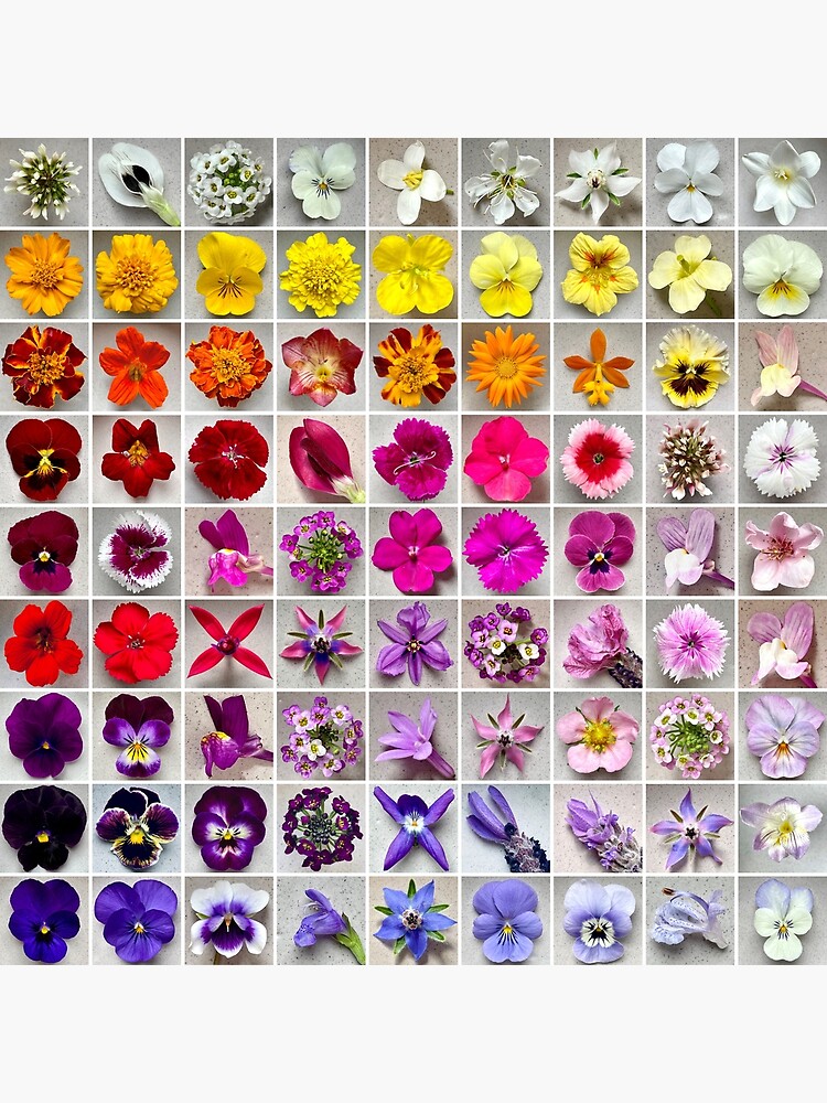 Edible Flower Colour Chart Premium Matte Vertical Poster sold by ...