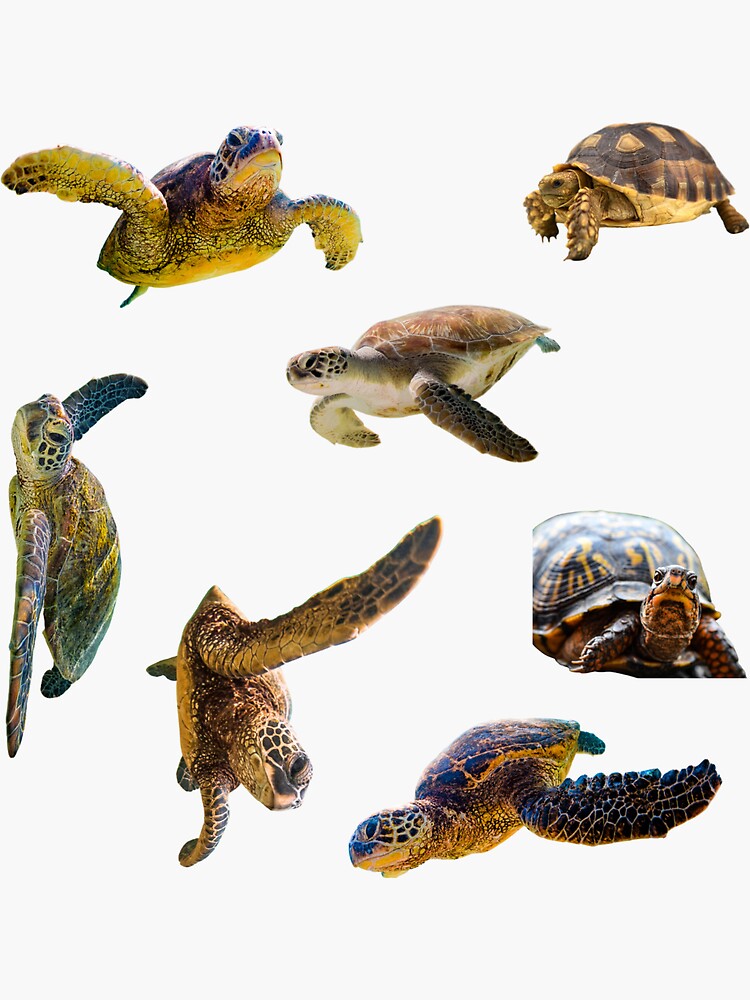 "First Angry Turtles Stickers Bundle. Turtles Lover Essential Package ...