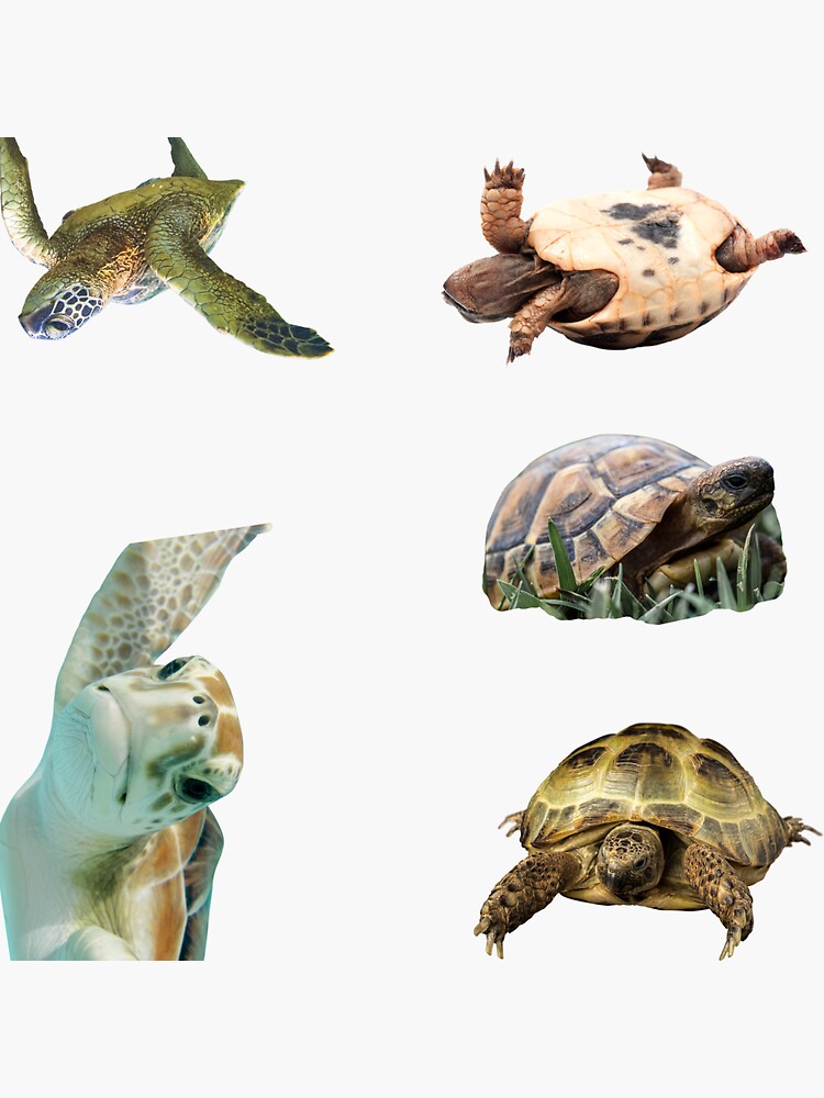 "Second Angry Turtles Stickers Bundle. Turtles Lover Essential Package ...