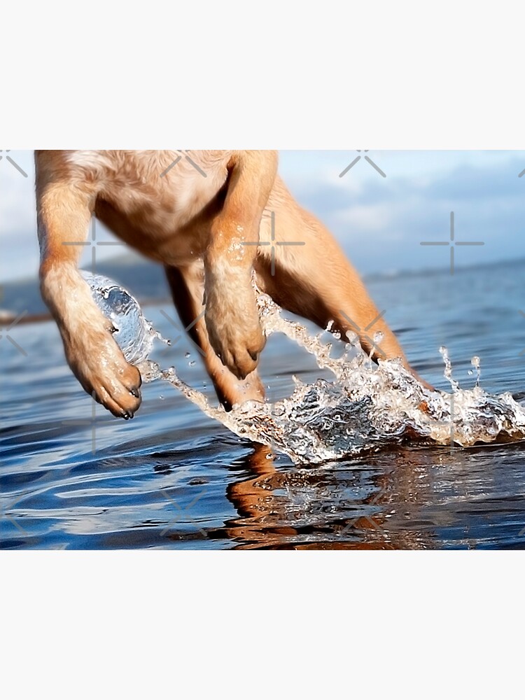 "Aqua Paws" Sticker by alex4444 | Redbubble