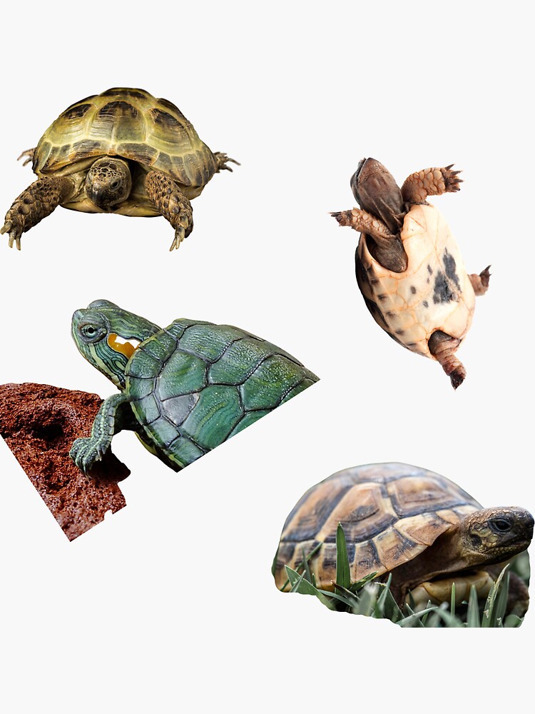 "Second Confused Turtles Stickers Bundle. Turtles Lover Essential ...