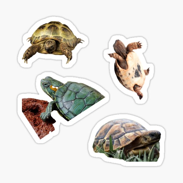 "Second Confused Turtles Stickers Bundle. Turtles Lover Essential ...