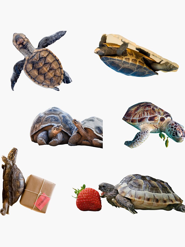"First Cute Turtles Stickers Bundle. Turtles Lover Essential Package ...