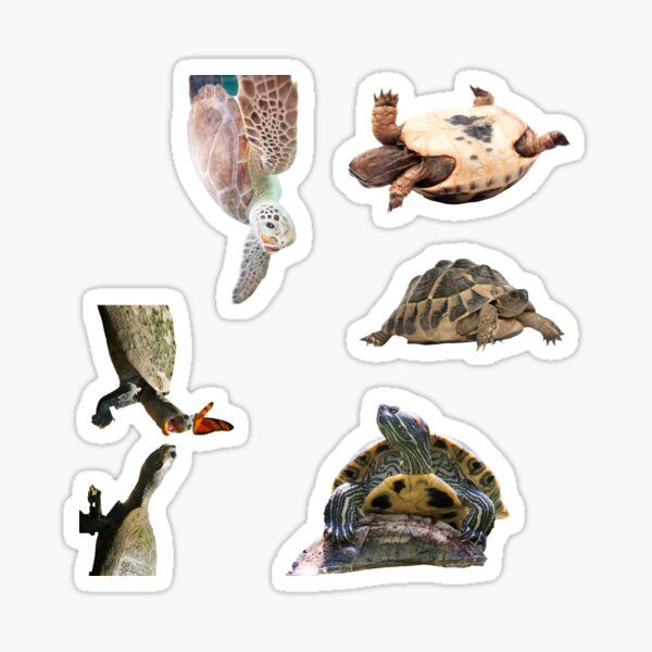 "Second Cute Turtles Stickers Bundle. Turtles Lover Essential Package ...