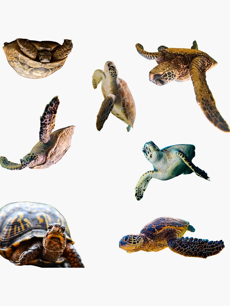 "First Disgusted Turtles Stickers Bundle. Turtles Lover Essential ...