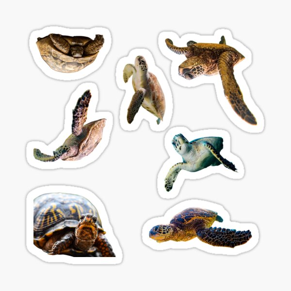 "First Disgusted Turtles Stickers Bundle. Turtles Lover Essential ...