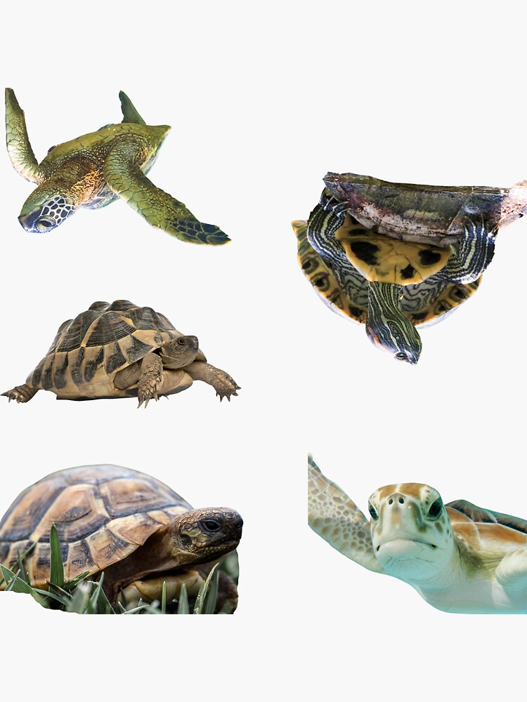 "Second Disgusted Turtles Stickers Bundle. Turtles Lover Essential ...