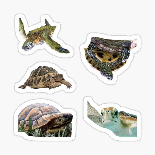 "Second Disgusted Turtles Stickers Bundle. Turtles Lover Essential ...
