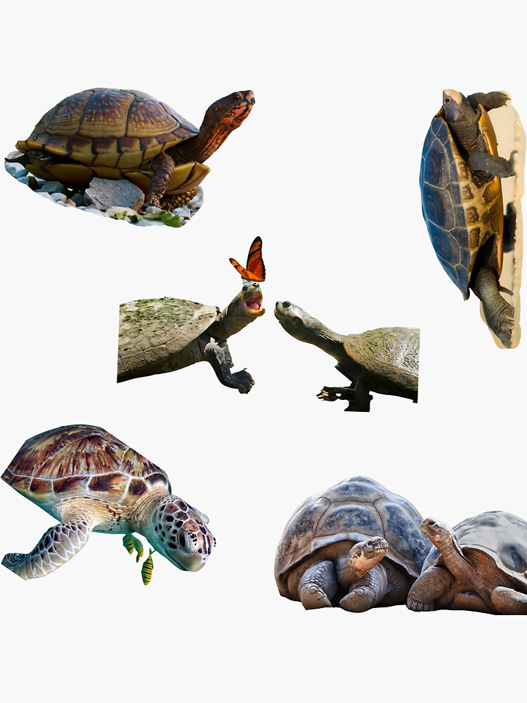 "First Happy Turtles Stickers Bundle. Turtles Lover Essential Package ...