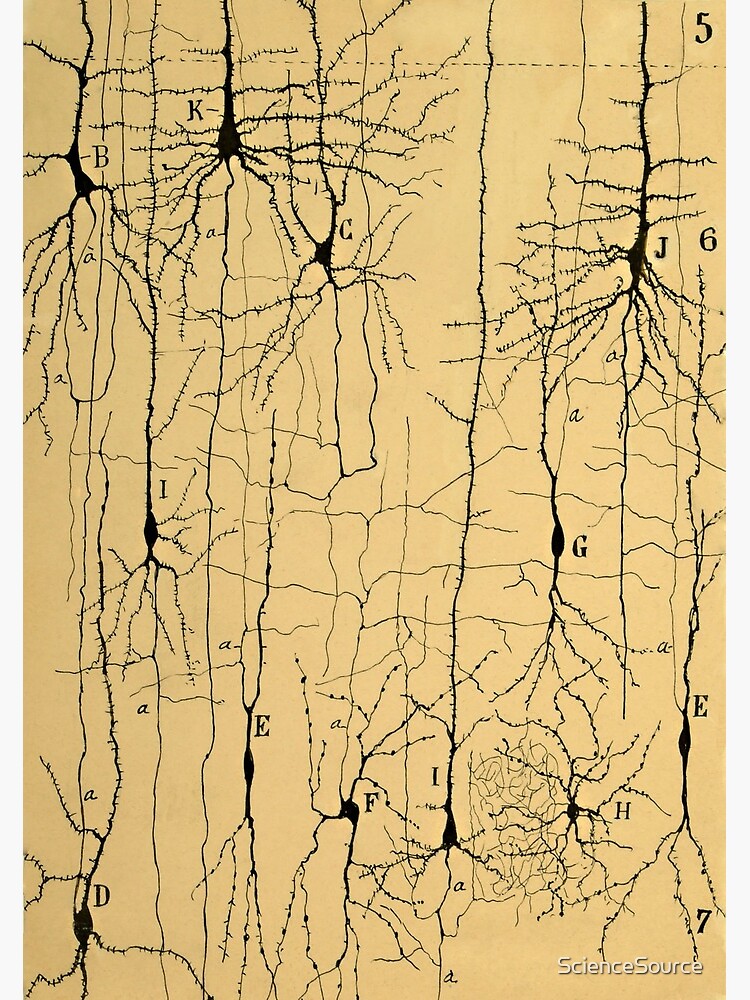 "Drawing of Nerve Cells by Santiago Ramón y Cajal " Photographic Print ...