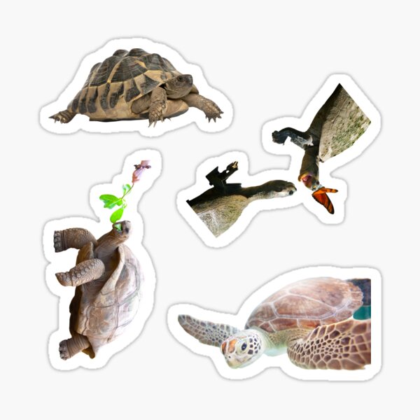 "Second Happy Turtles Stickers Bundle. Turtles Lover Essential Package ...