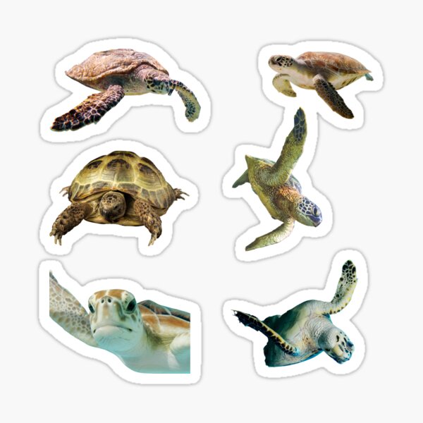 "Second Moody Turtles Stickers Bundle. Turtles Lover Essential Package ...