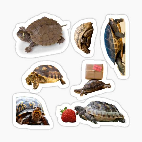 "Second Regular Turtles Stickers Bundle. Turtles Lover Essential ...