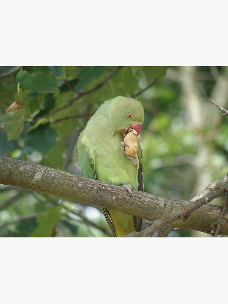"Ring Necked Parakeet Pecking a Peanut Photograph" Poster for Sale by ...