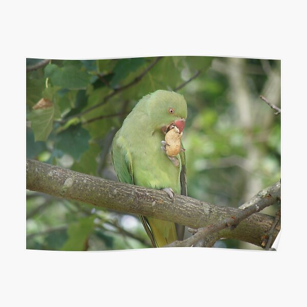 "Ring Necked Parakeet Pecking a Peanut Photograph" Poster for Sale by ...