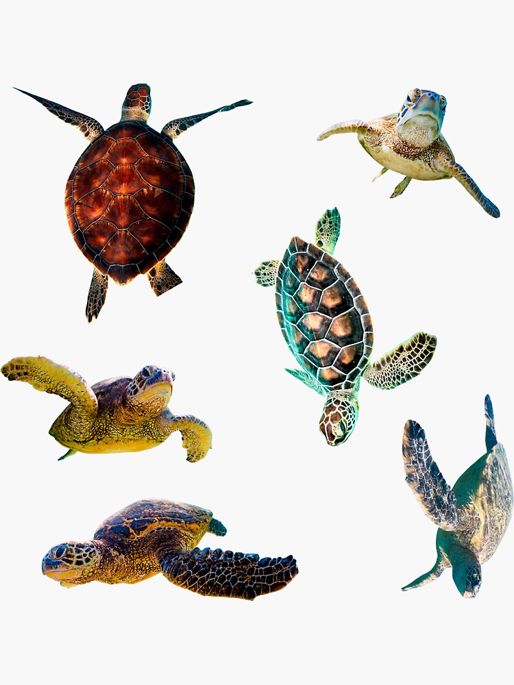 "First Sea Turtles Stickers Bundle. Turtles Lover Essential Package ...