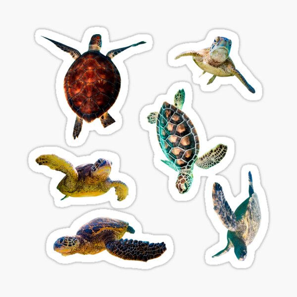 "First Sea Turtles Stickers Bundle. Turtles Lover Essential Package ...