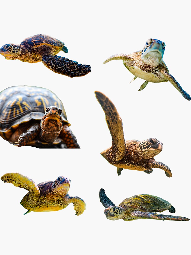 "First Snarky Turtles Stickers Bundle. Turtles Lover Essential Package ...