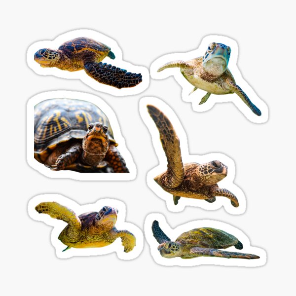 "First Snarky Turtles Stickers Bundle. Turtles Lover Essential Package ...