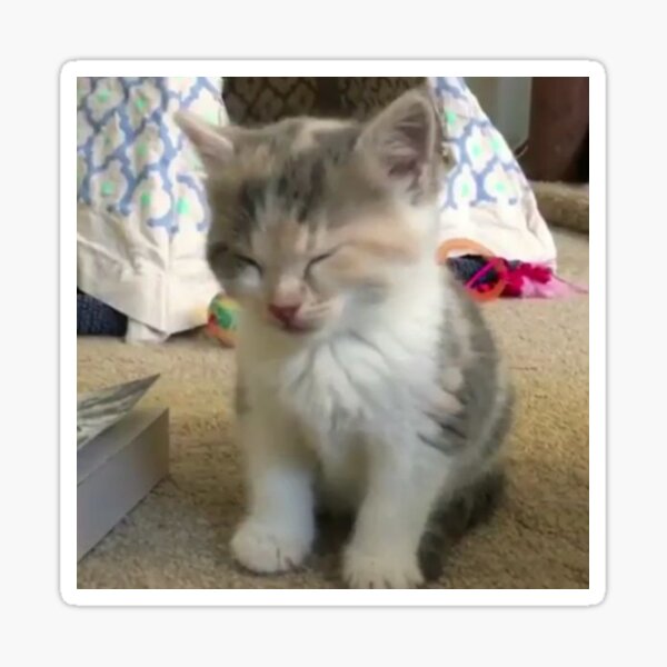 "cat cry meme" Sticker for Sale by xoxoStore | Redbubble