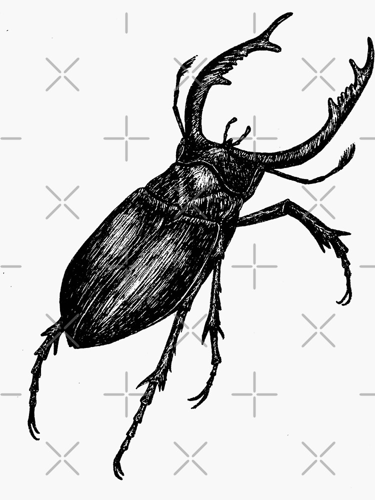"Stag Beetle line drawing" Sticker by LongPurples | Redbubble