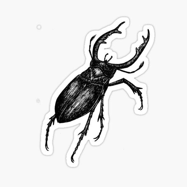 "Stag Beetle line drawing" Sticker by LongPurples | Redbubble