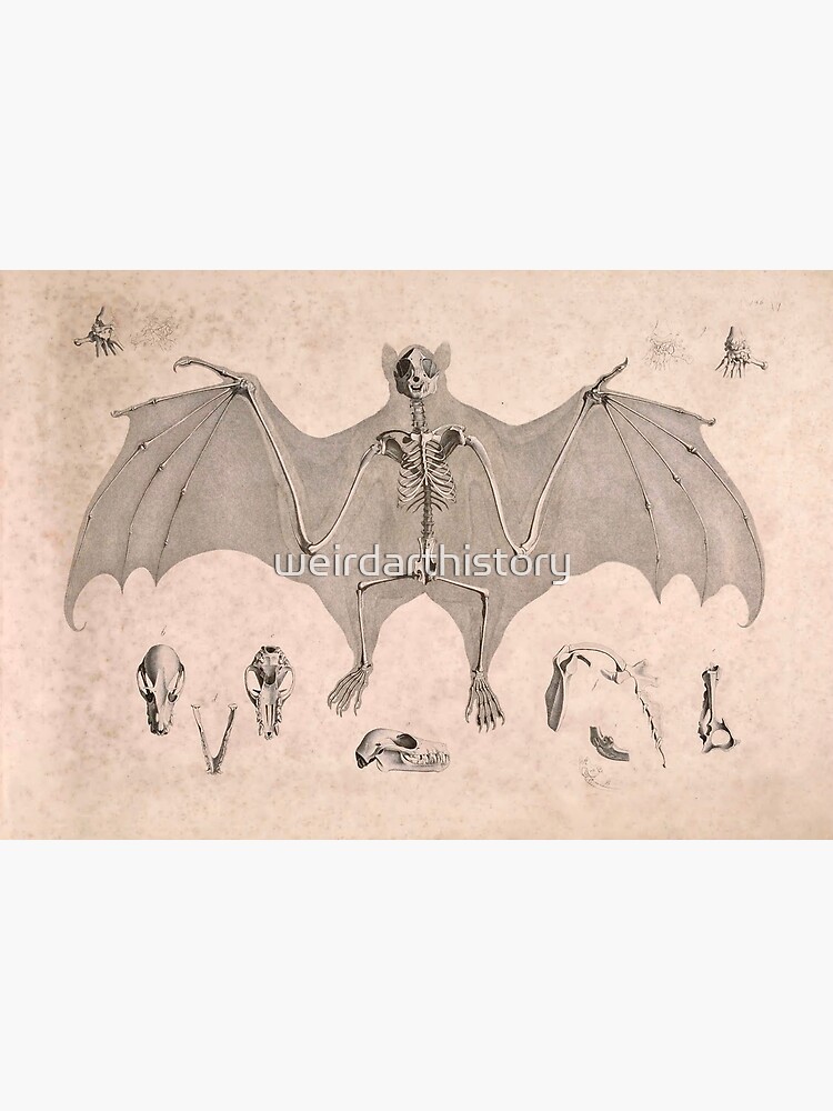 "Bat Skeleton I" Art Print for Sale by weirdarthistory | Redbubble