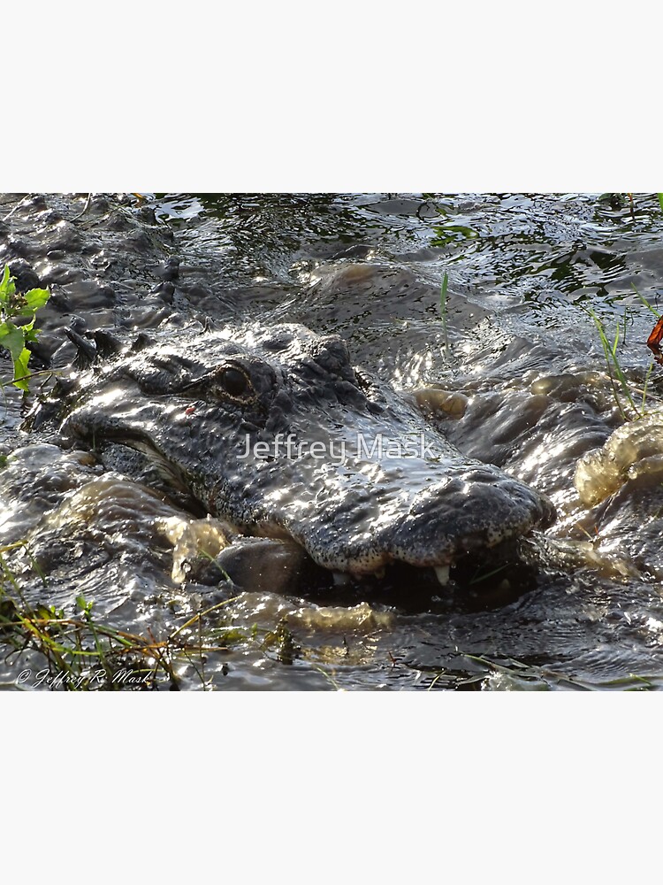 "Gator Chomping on a Pleco" Sticker for Sale by MrTequila | Redbubble